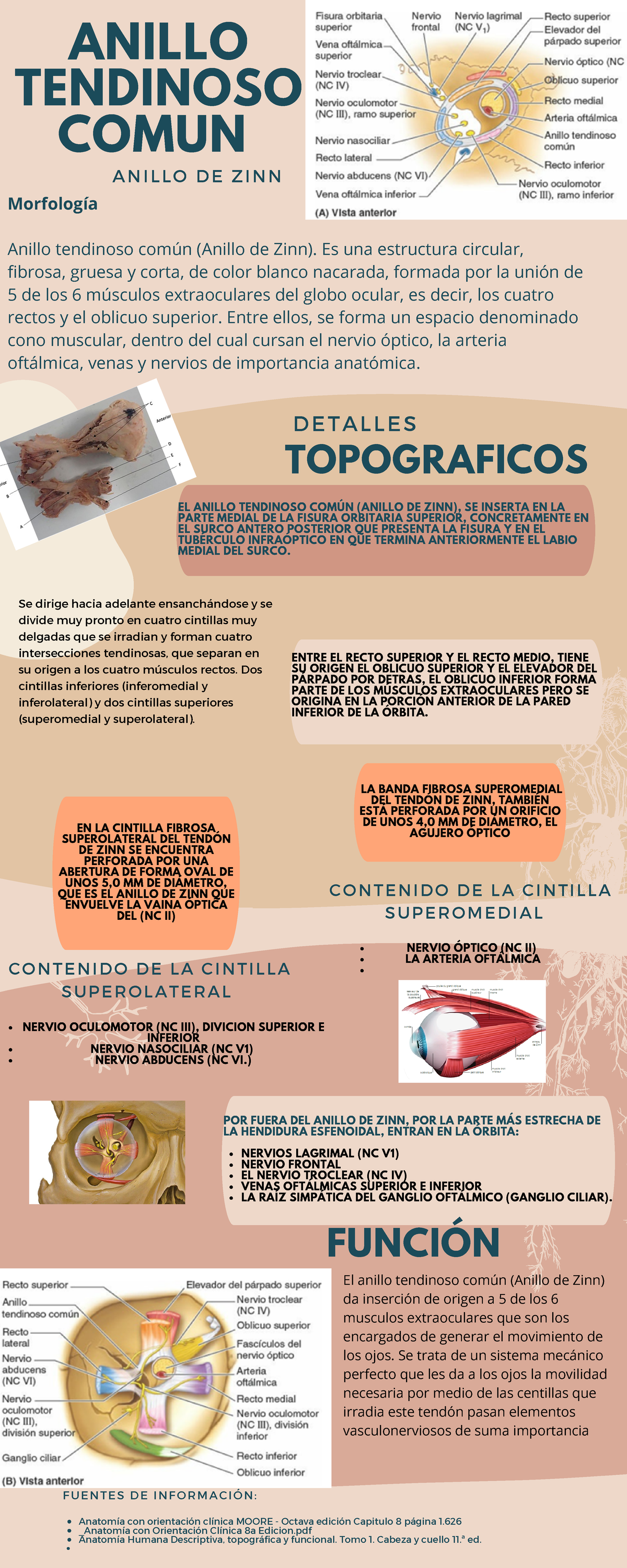 Anillo de Zinn: Anatomía y Funciones de los Músculos Extraoculares ...
