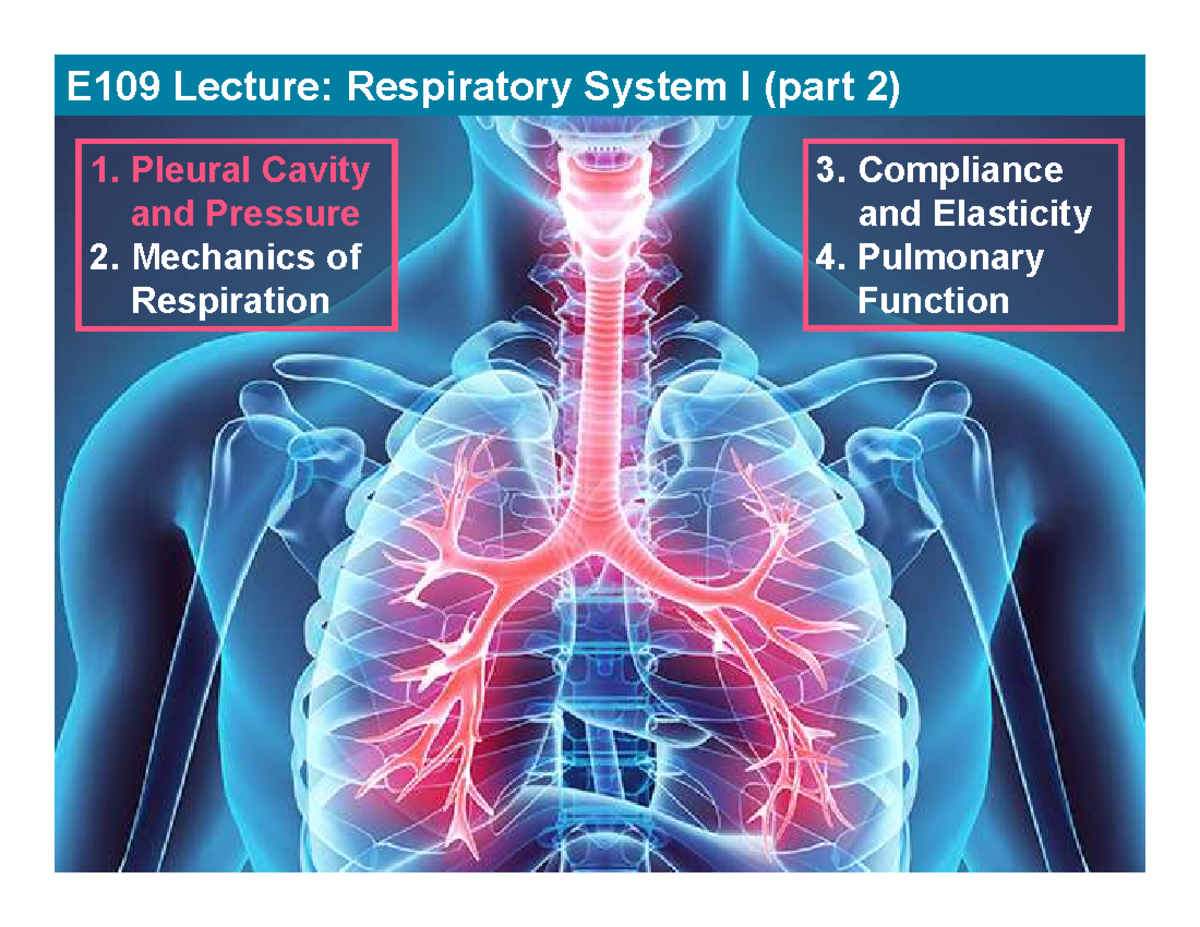 E109 Lecture: Respiratory System I (Part 2) - Key Concepts and Mechanisms - 1. Pleural Cavity ...
