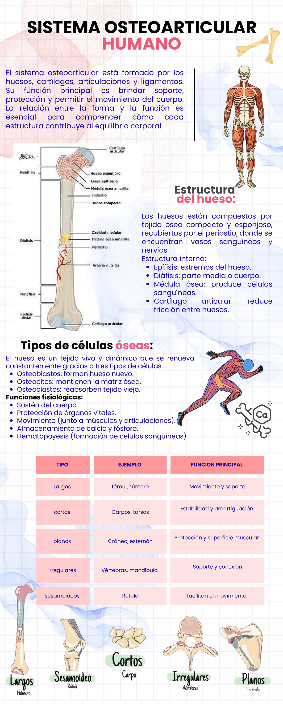 SISTEMA OSTEOARTICULAR HUMANO: Estructura y Funciones - Studocu