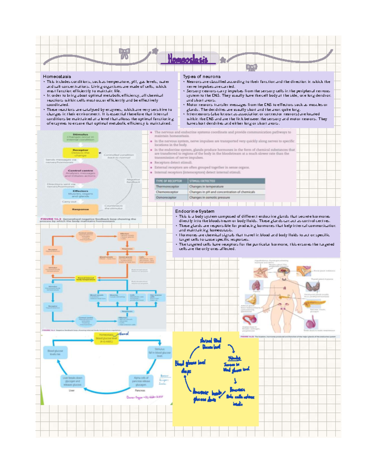 Module 8: Homeostasis, Neurons, and Disease Management Notes - Studocu