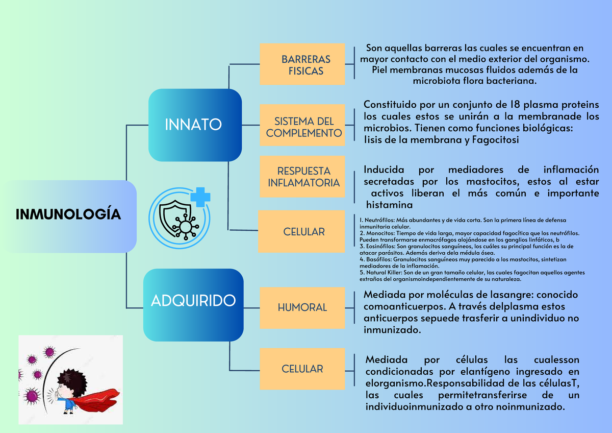 Inmunología: Resumen de Inmunidad Innata y Adquirida - Studocu