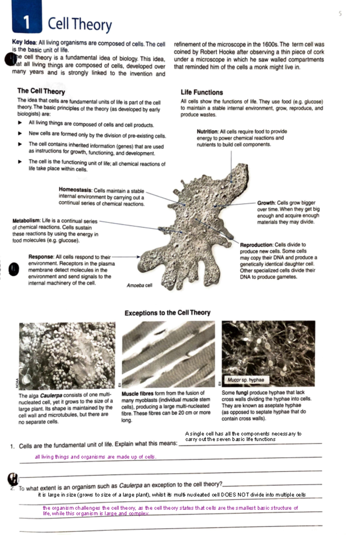 Cell Theory Worksheet - KBEJF;KAEG - Studocu
