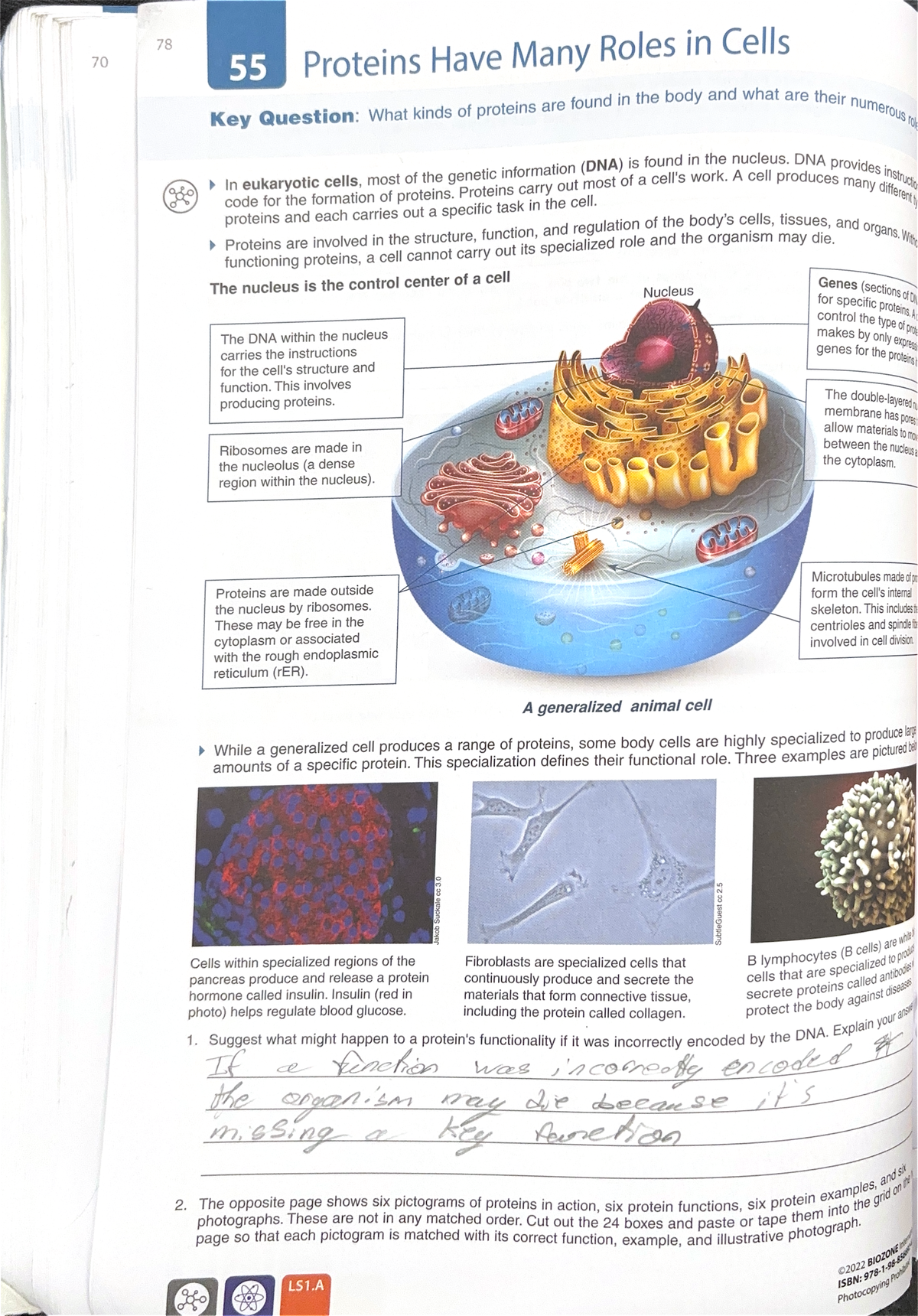 LS1.A Proteins: Functions, Structures, and Specialization in Cells ...