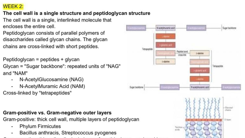 WEEK 2: Cell Wall Structure and Peptidoglycan Analysis - Studocu