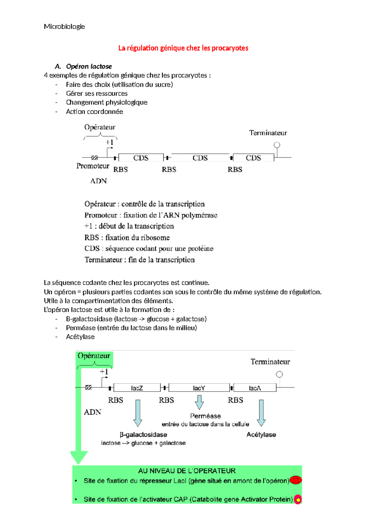 Régulation génique chez les procaryotes - Cours de Biologie Moléculaire ...