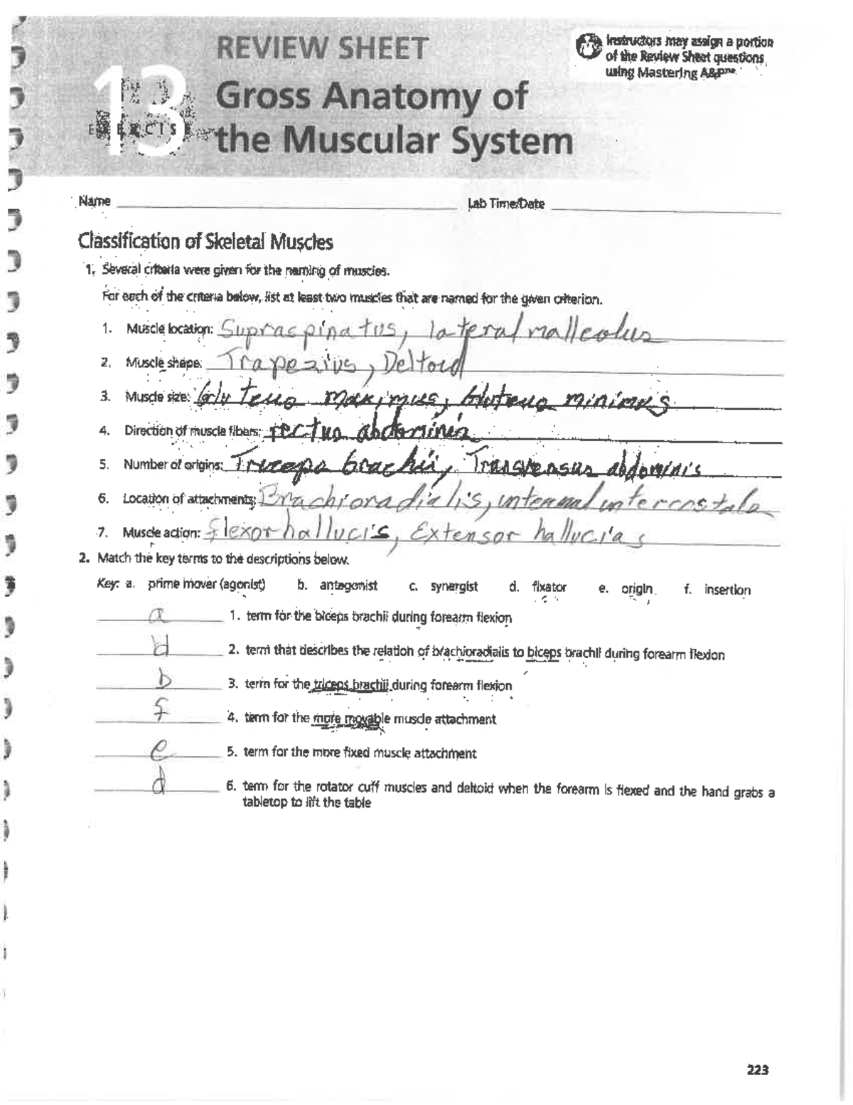 Exercise 13: Gross Anatomy of the Muscular System Review Sheet - Studocu
