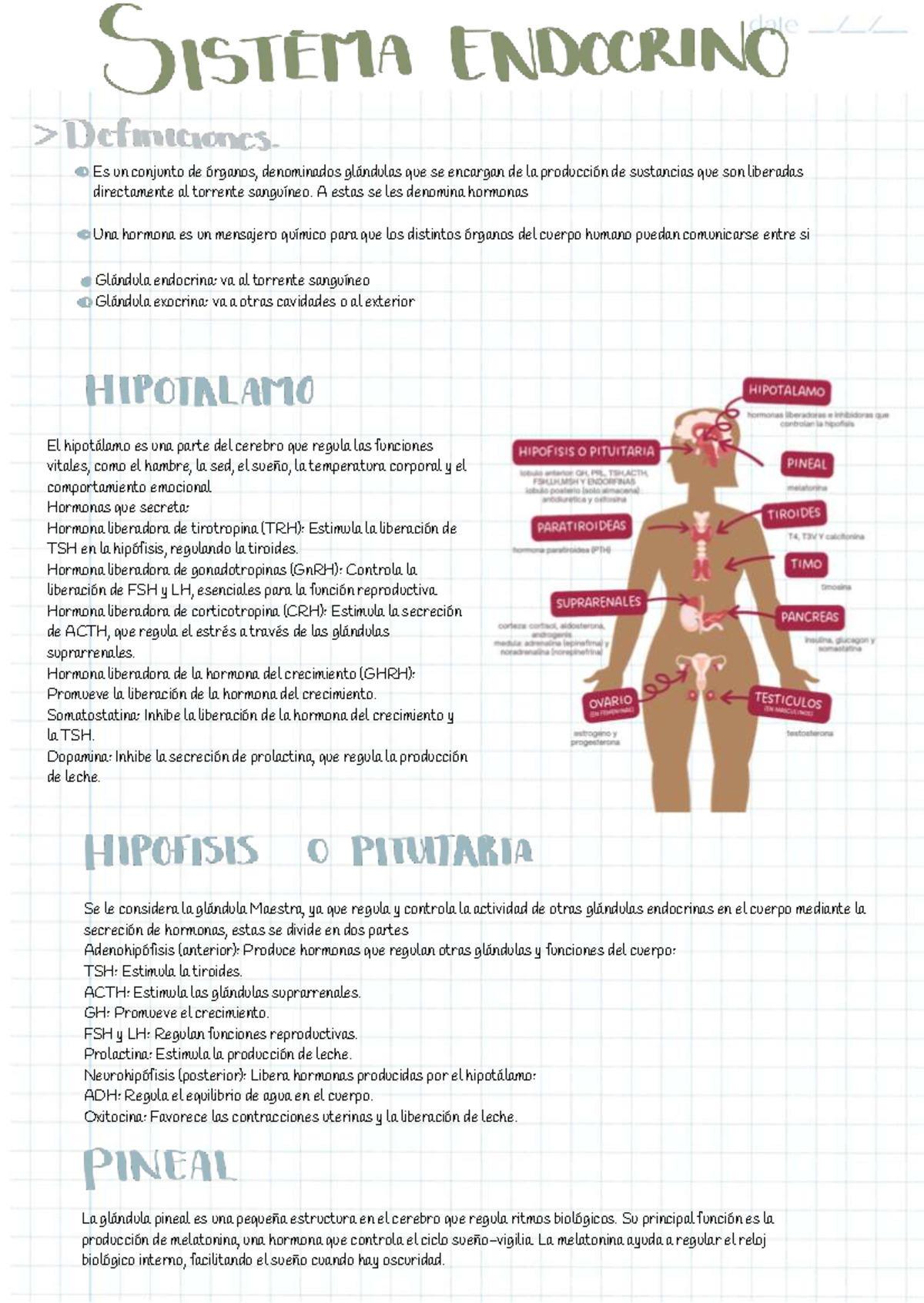 Sistema Endocrino: Funciones y Hormonas Clave en el Cuerpo Humano - Studocu