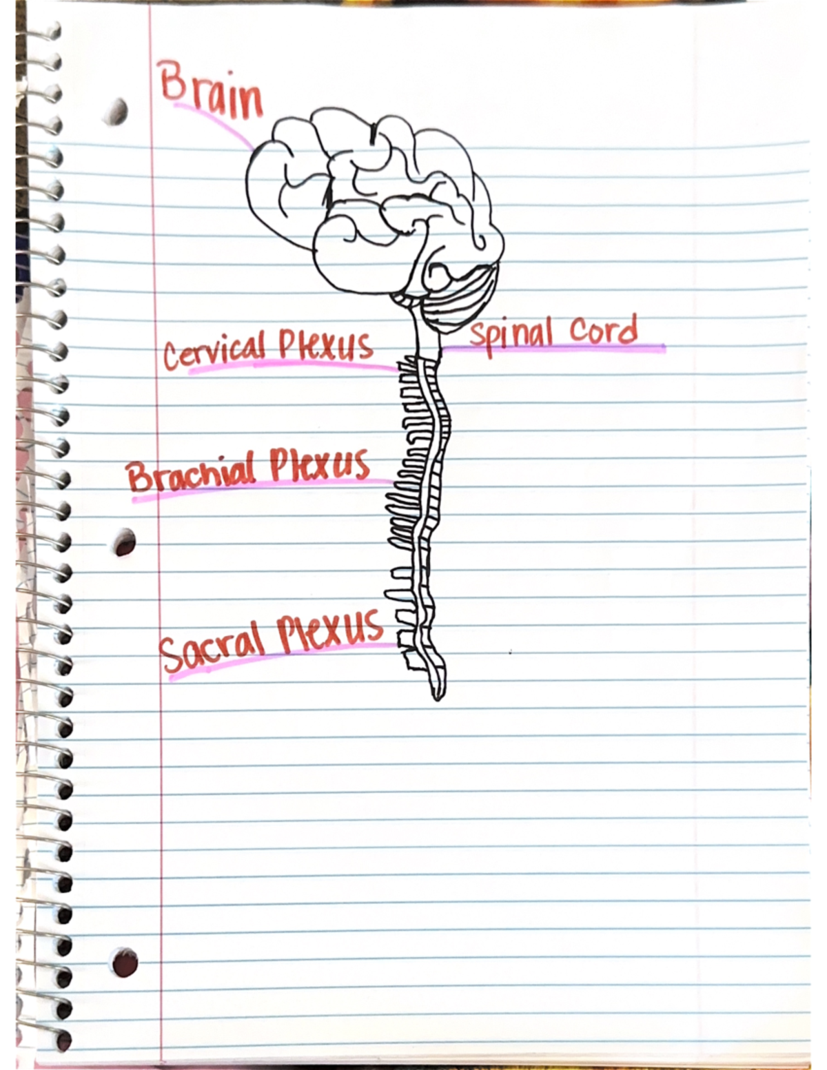 Module 4 drawing assignment - Brain Cervical Plexus spinal cord ...