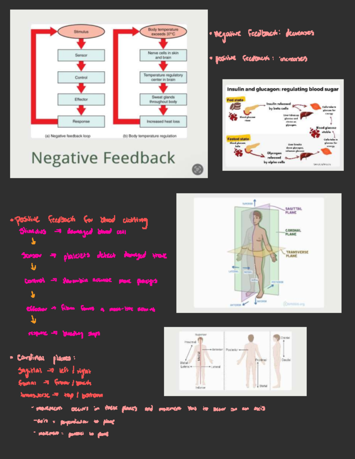 Homeostasis - notes - Y · negative Feedback : decreases I · positive ...