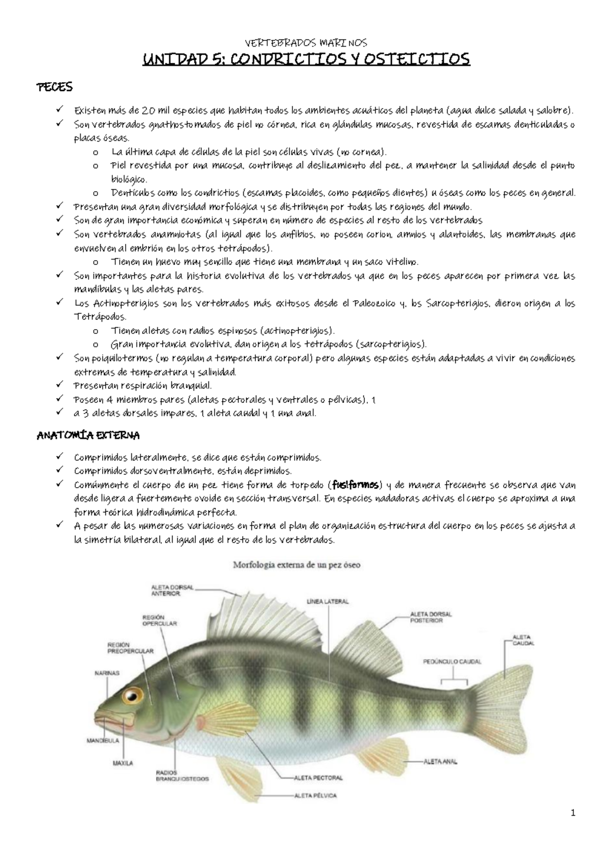 Clase 5: Resumen sobre Condrictios y Osteictios en Vertebrados Marinos ...
