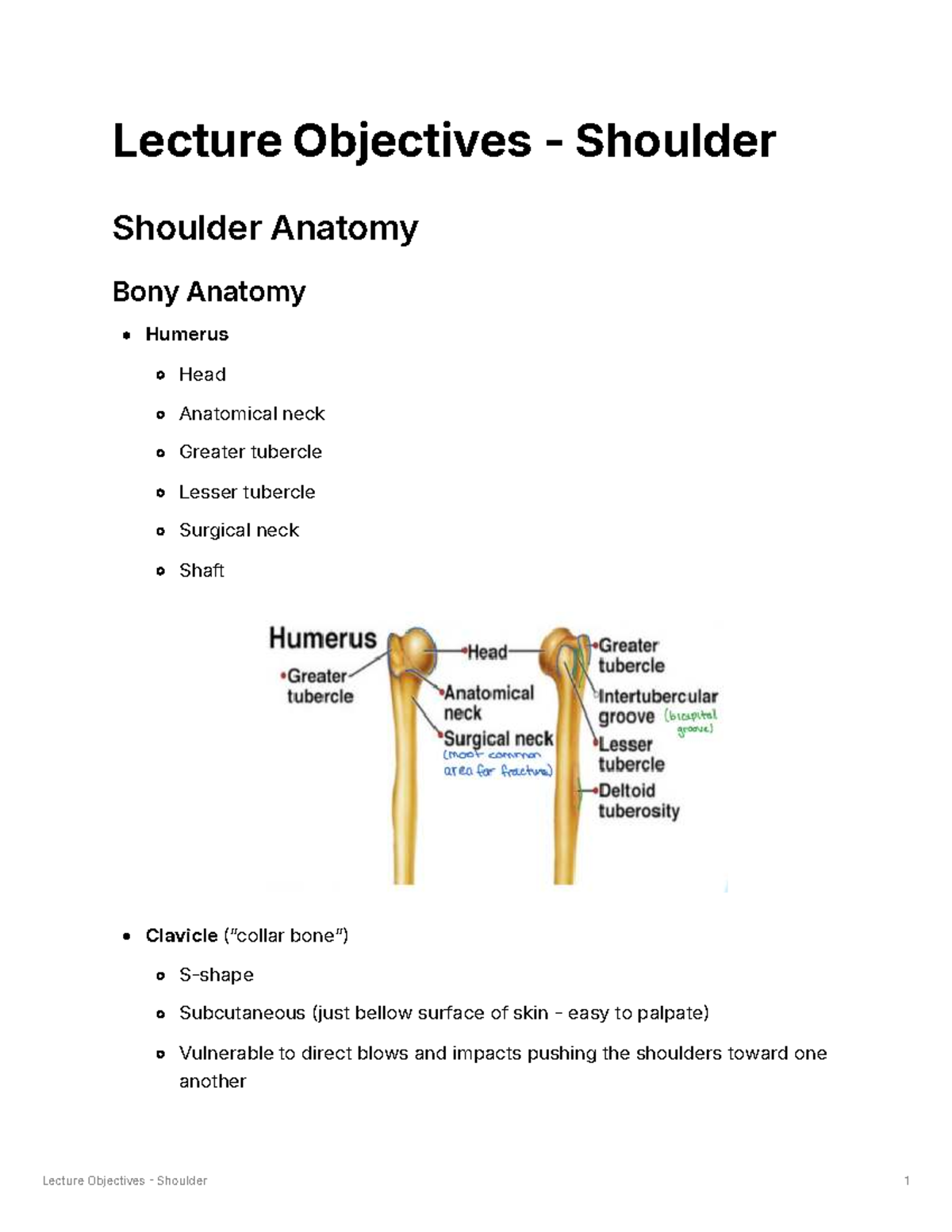 Shoulder Anatomy and Injuries Lecture Notes (Course Code: N/A) - Studocu
