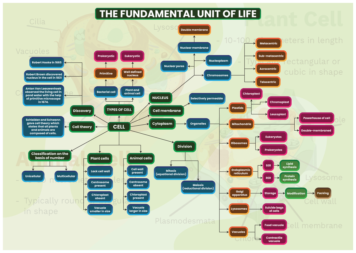 Cell mind map: Understanding the fundamental unit of life in biology - Studocu