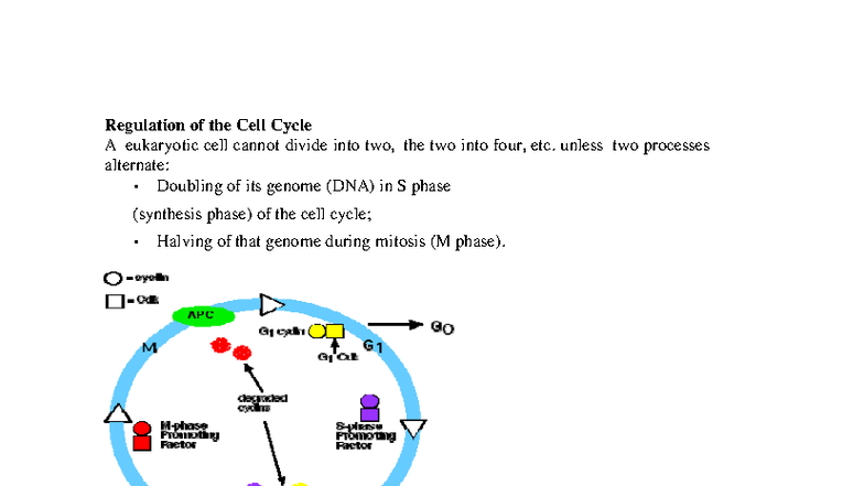 Lesson 6 - Regulation of the Cell Cycle in Eukaryotic Cells - Studocu