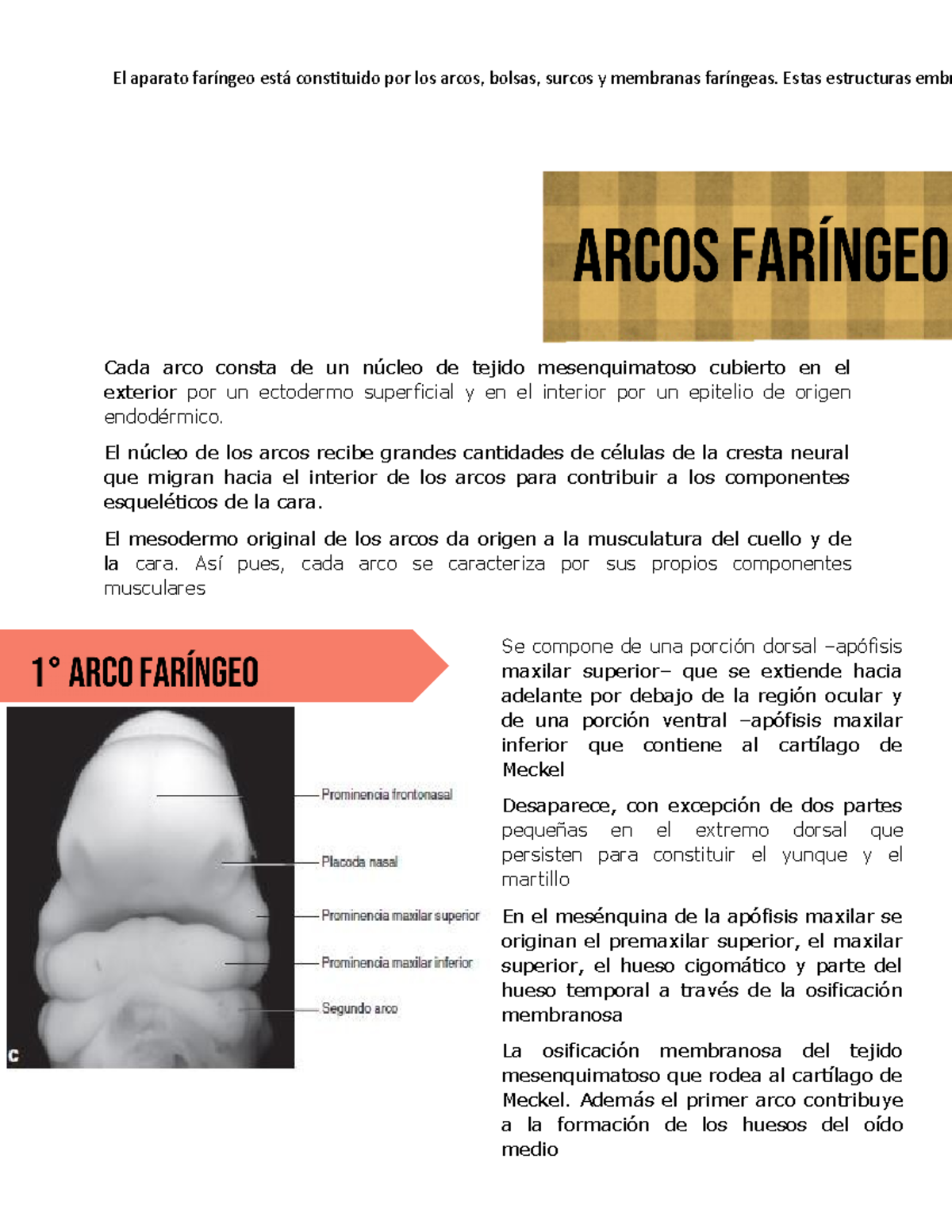 Aparato faringeo, Cabeza y Cuello - El aparato faríngeo está ...