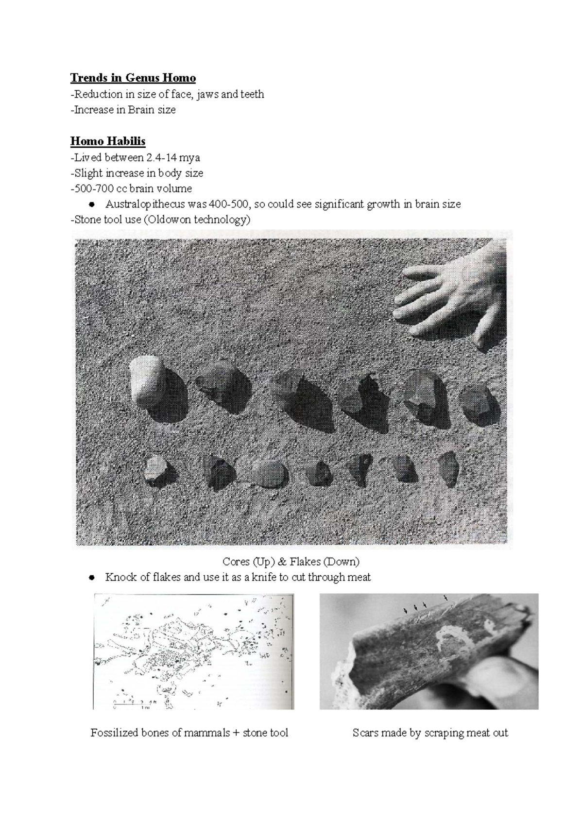 NBB Exam 1: Evolutionary Trends in Genus Homo and Human Origins - Studocu
