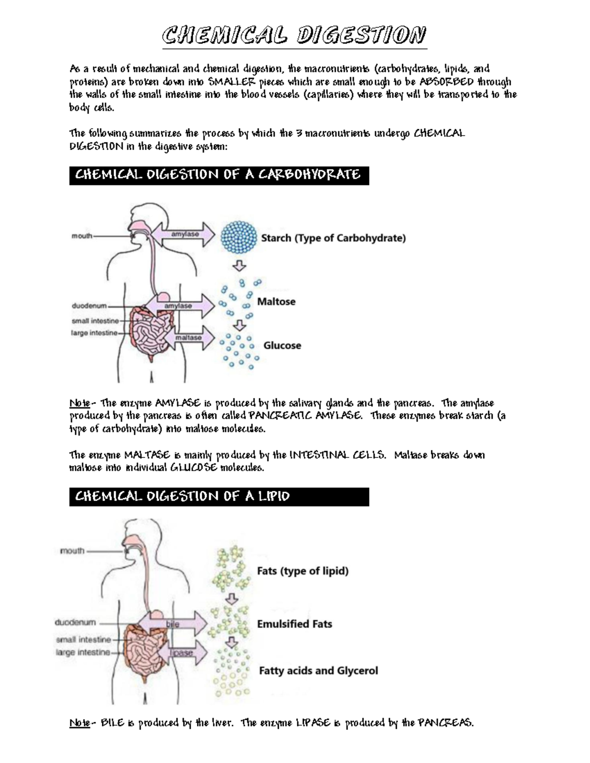 Chemical Digestion Overview and Enzyme Functions - Studocu