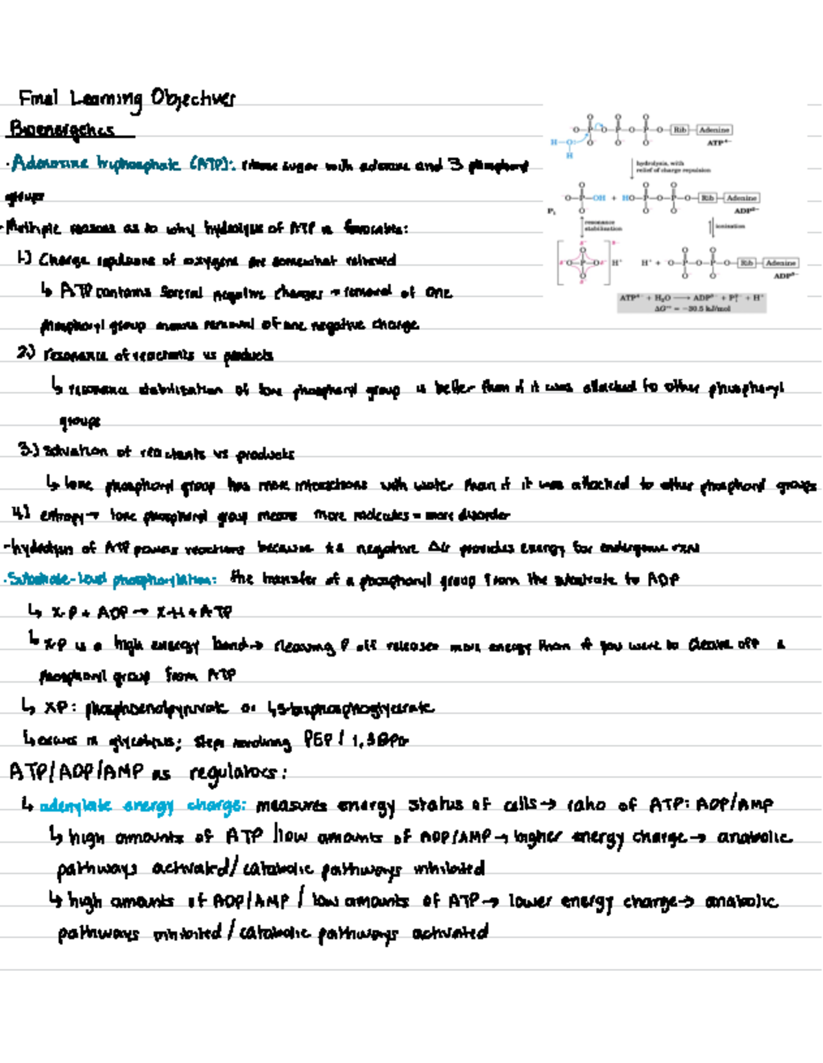 CHEM 153A Week 7 Learning Objectives: Bioenergetics and ATP - Studocu