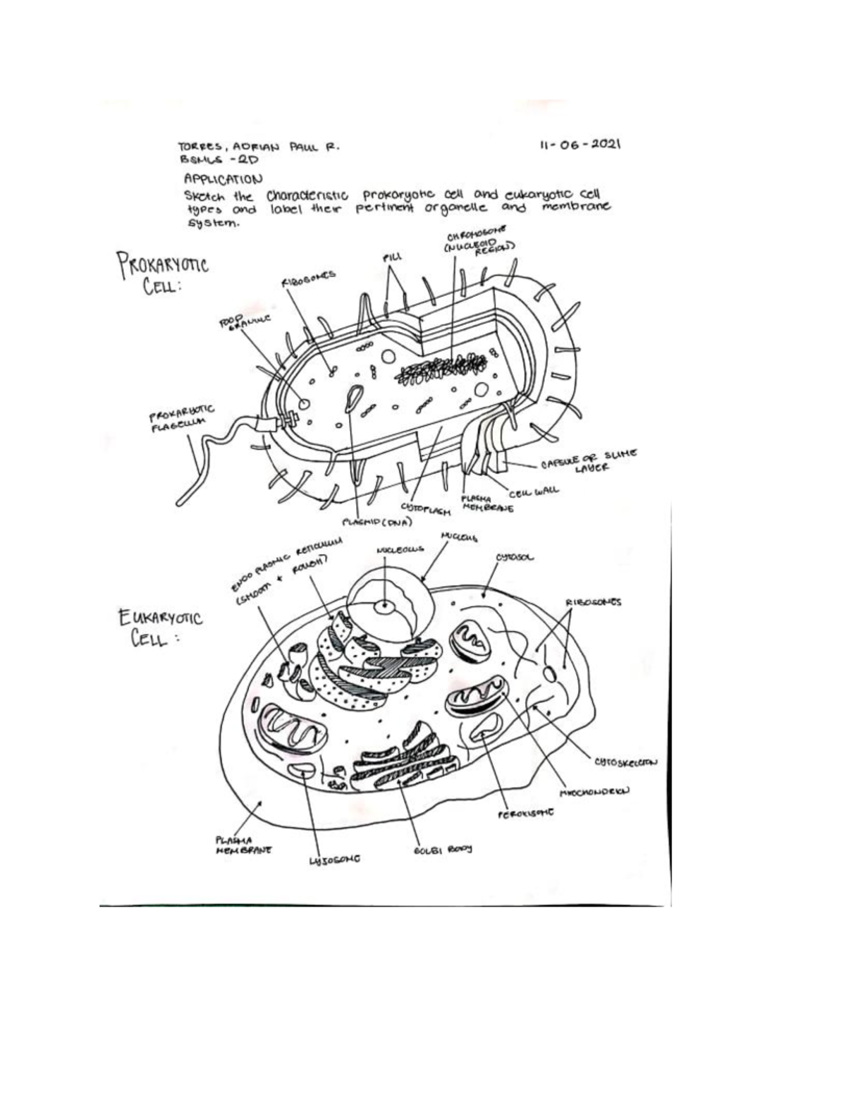 BSMLS CELL Parts: Prokaryotic vs Eukaryotic Cell Structures and Functions - Studocu