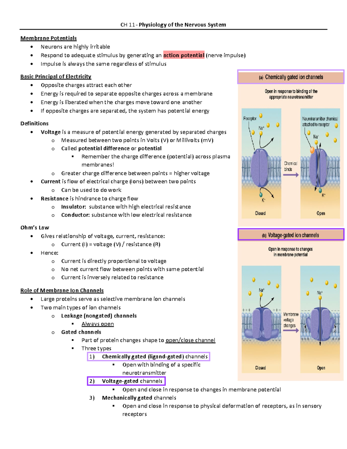 CH 11 - Final Exam Notes on Physiology of the Nervous System - Studocu