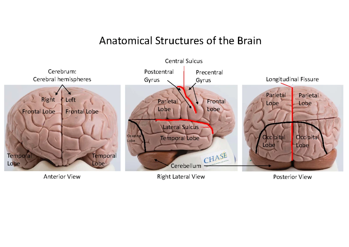 Brain and Cranial Nerves Self-Test Model Cards - Anatomical Structures ...