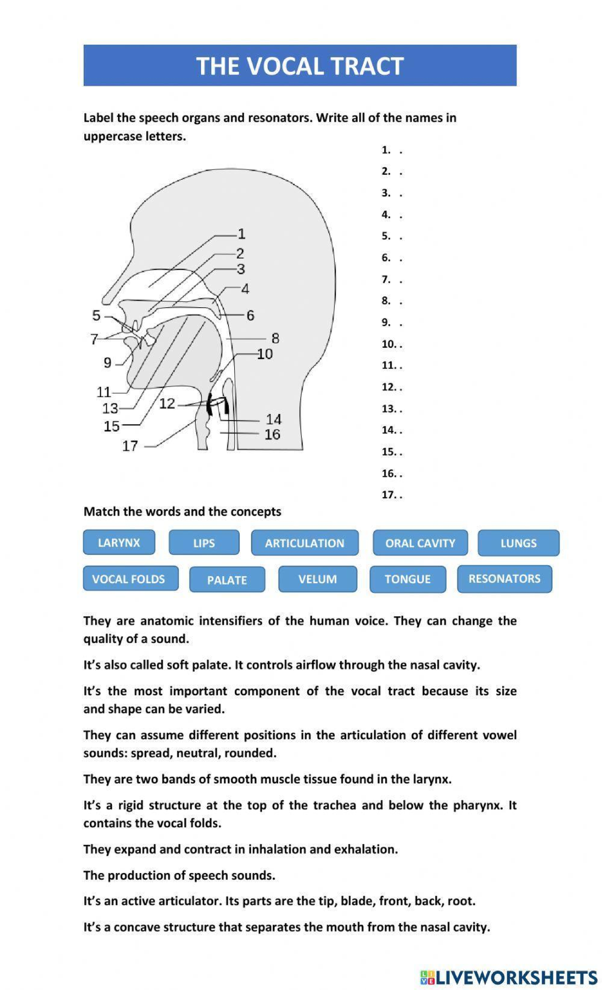 The organs of speech - articulation - THE VOCAL TRACT Label the speech ...
