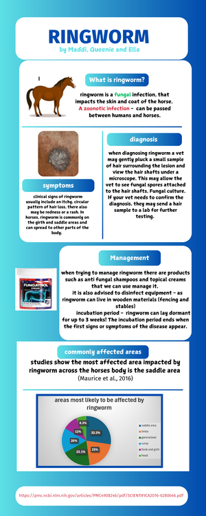Equine GIT Overview: Anatomy & Feeding Strategies for Optimal Health ...