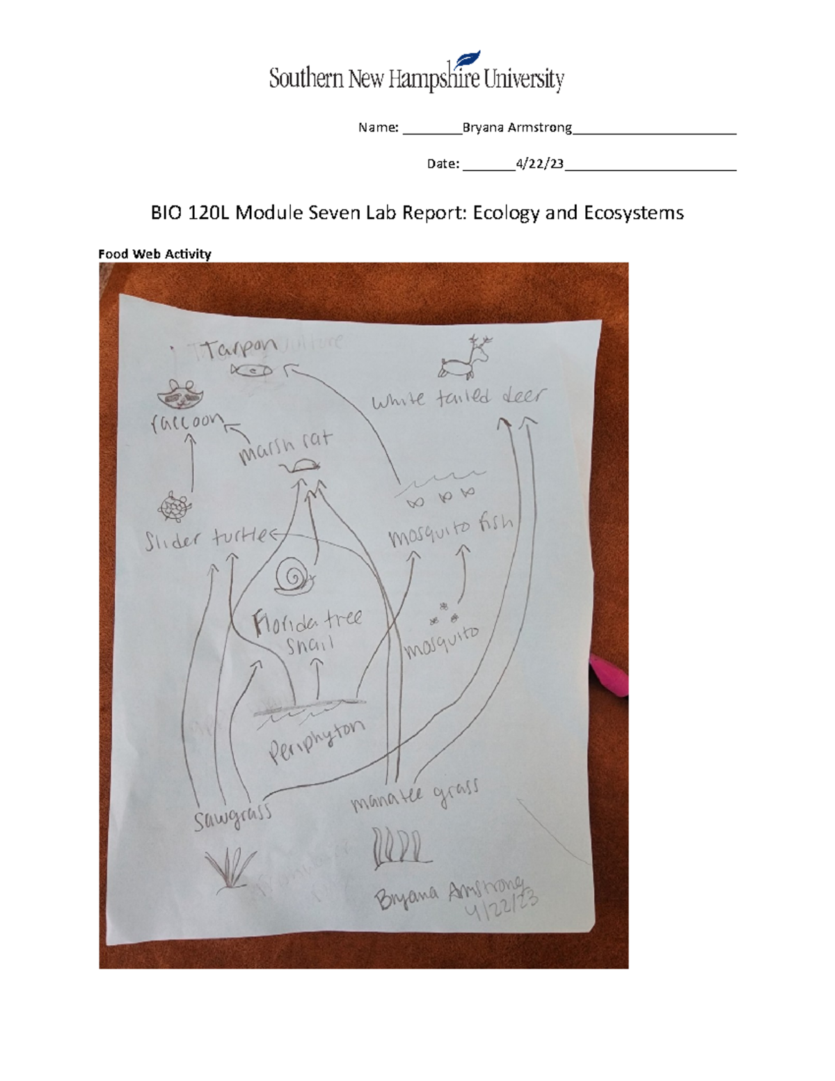 BIO 120L M7 Lab Report: Food Web Activity and Ecosystem Dynamics - Studocu