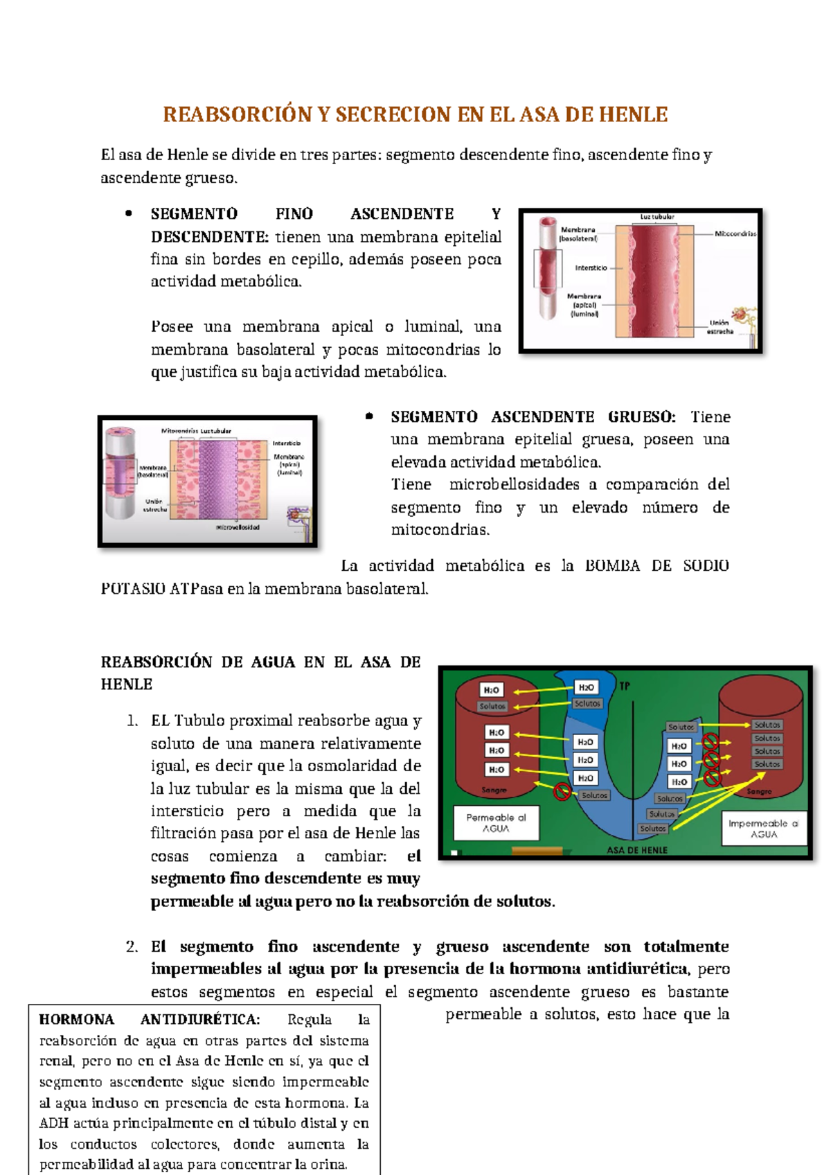 Reabsorción y Secreción en el Asa de Henle: Funciones y Mecanismos ...