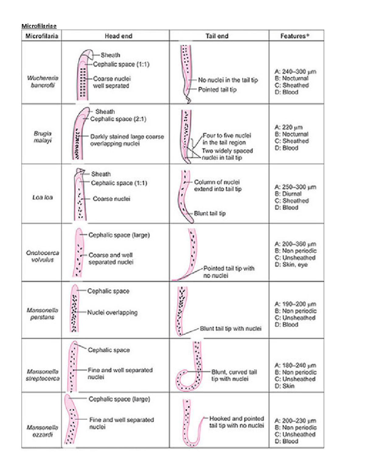 Microfilaria Study Guide: Morphology and Distribution Insights - Studocu