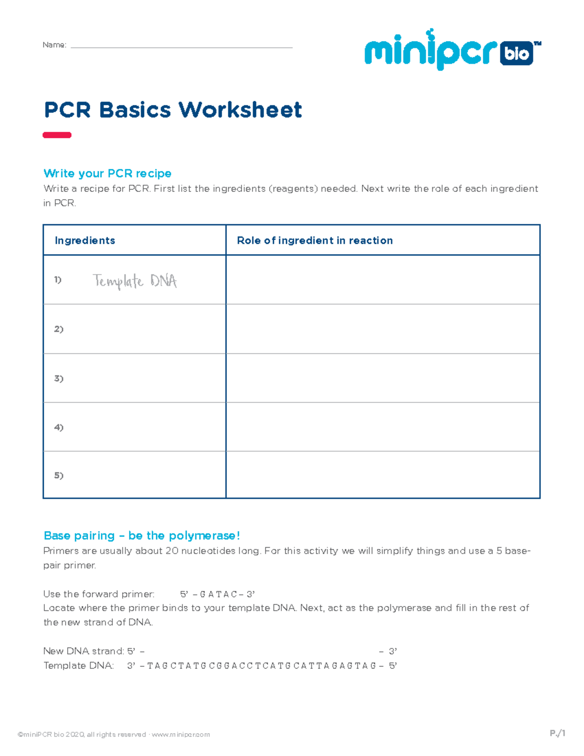 PCR Basics Worksheet for Mini PCR Exercises - Studocu