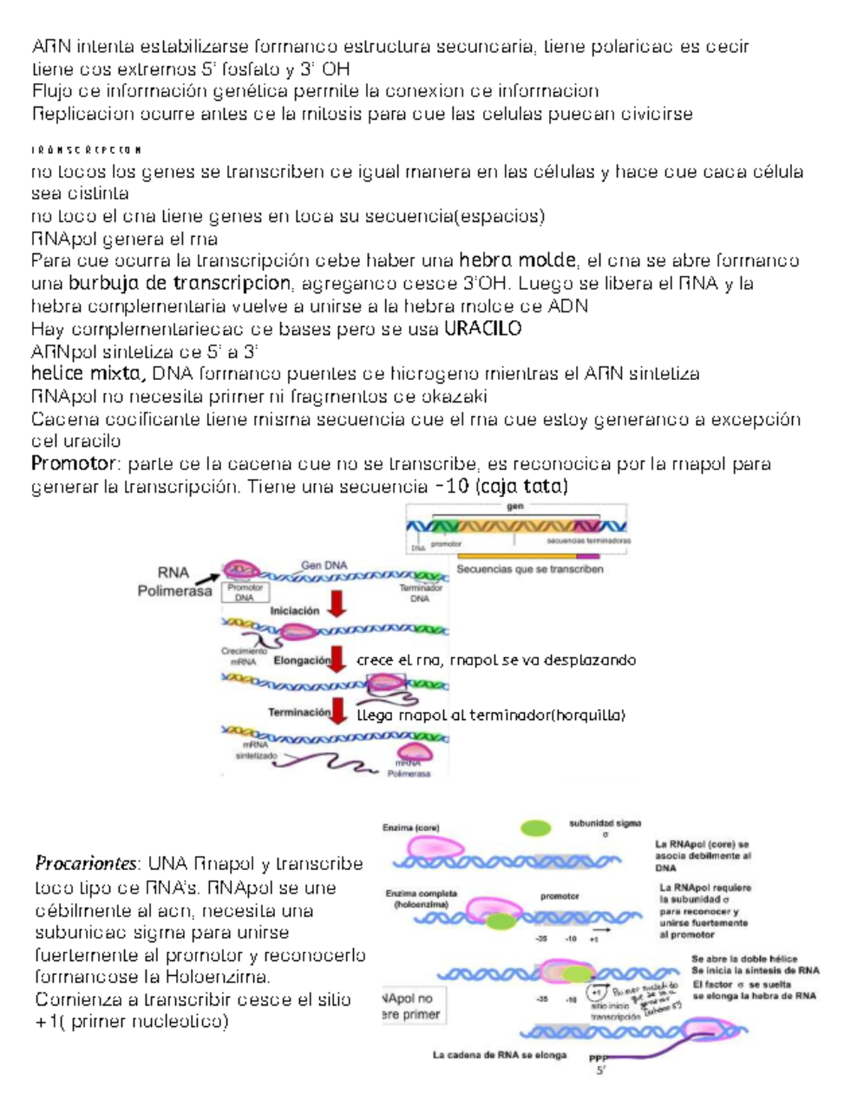 Transcripción Resumen: ARN, Replicación y Polaridad en Células - Studocu