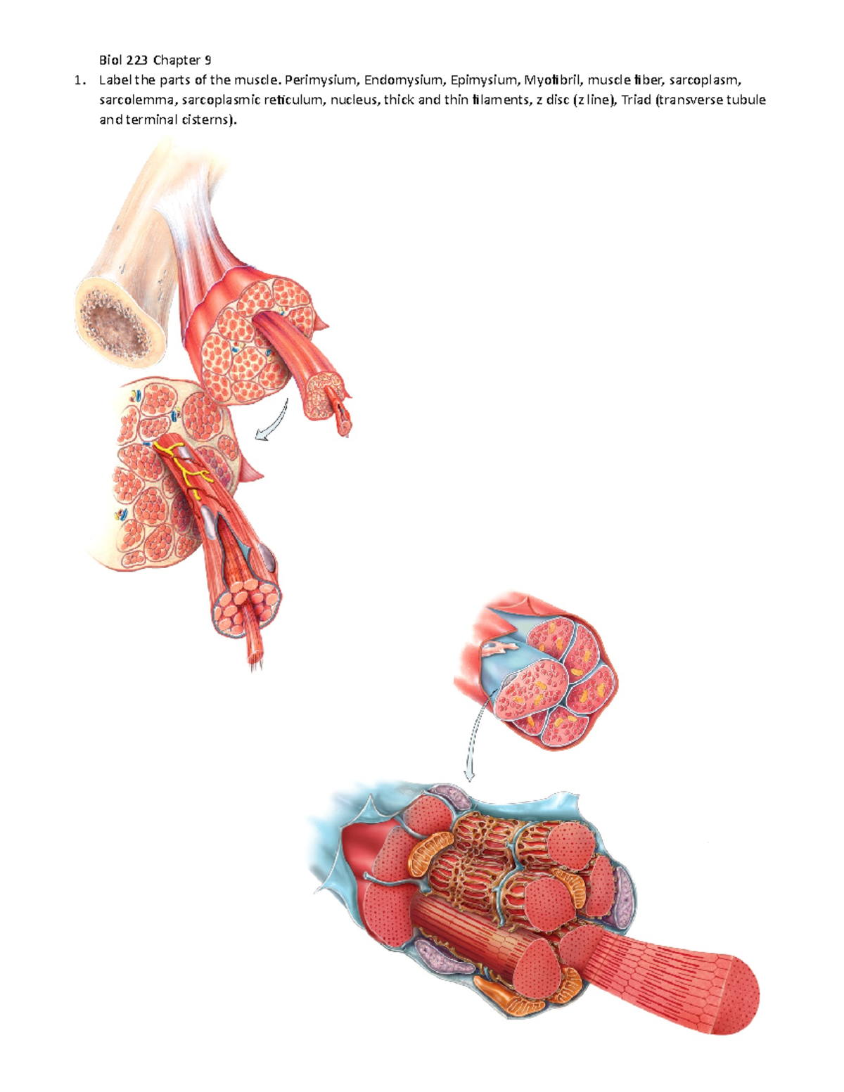 Biol 223 Chapter 9 Worksheet - Biol 223 Chapter 9Label the parts of the ...