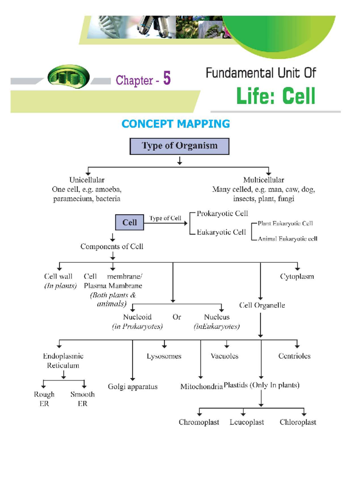 Cell & Tissue 9th: Concept Mapping of Life's Fundamental Units - Studocu
