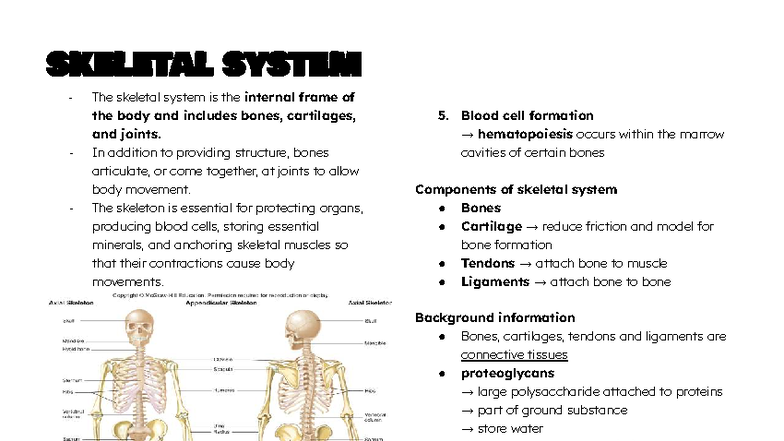 SKELETAL SYSTEM: Comprehensive Overview of Bone Structure and Function - Studocu
