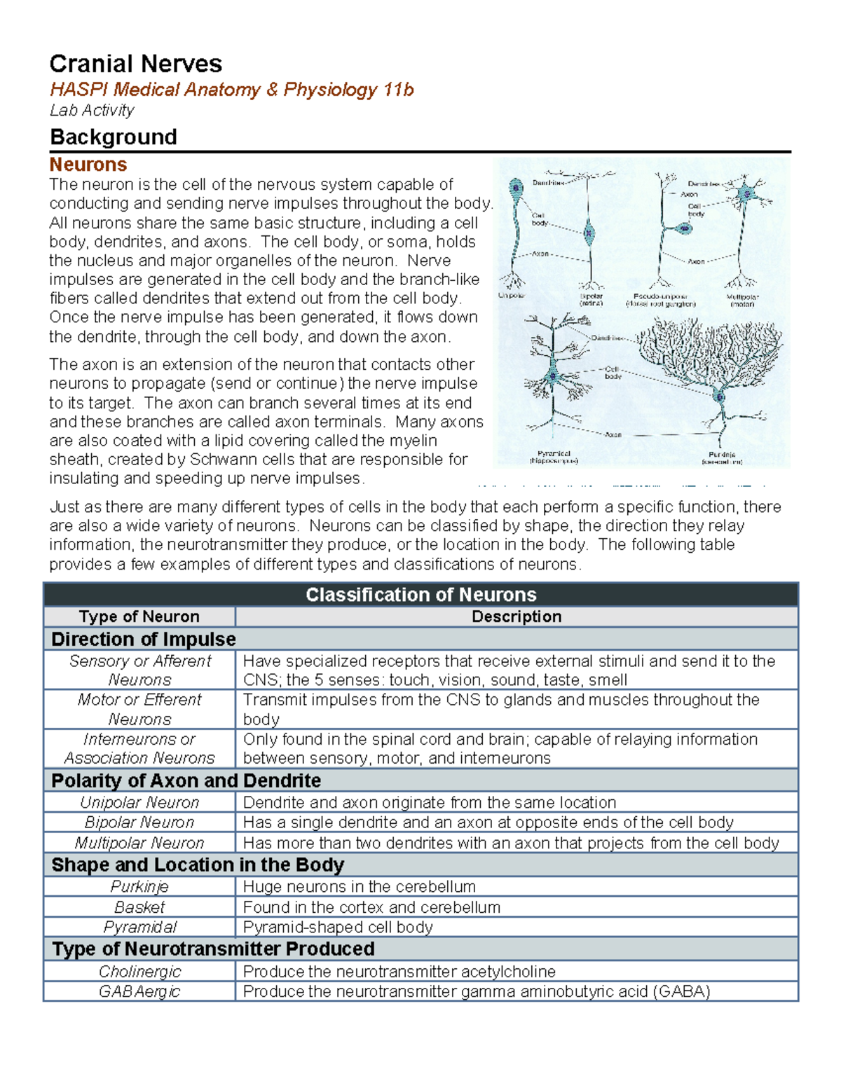 Cranial Nerve Lab: Exploring Neuroanatomy and Function (HASPI 11b ...