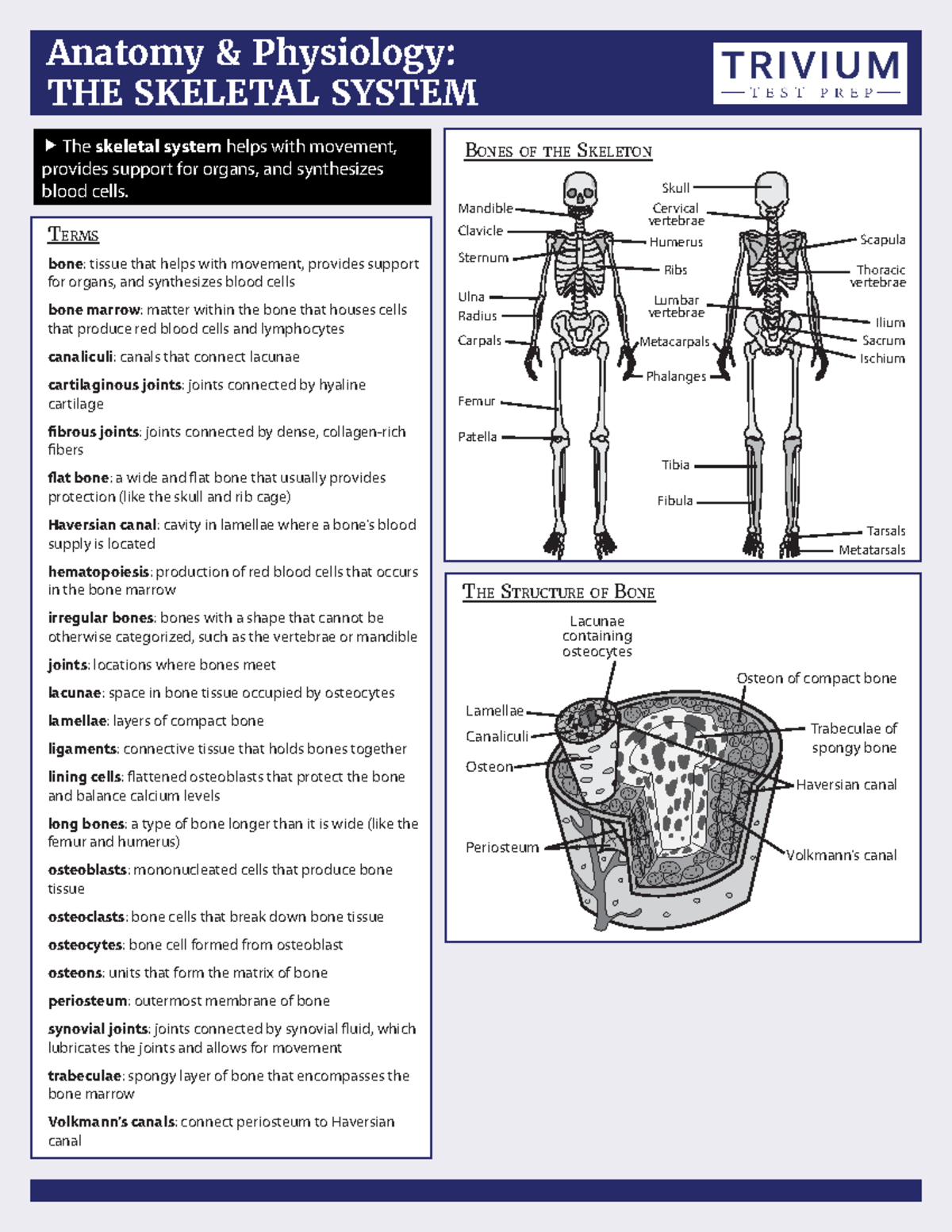 Skeletal System - Study-Checklist - Anatomy & Physiology: THE SKELETAL ...