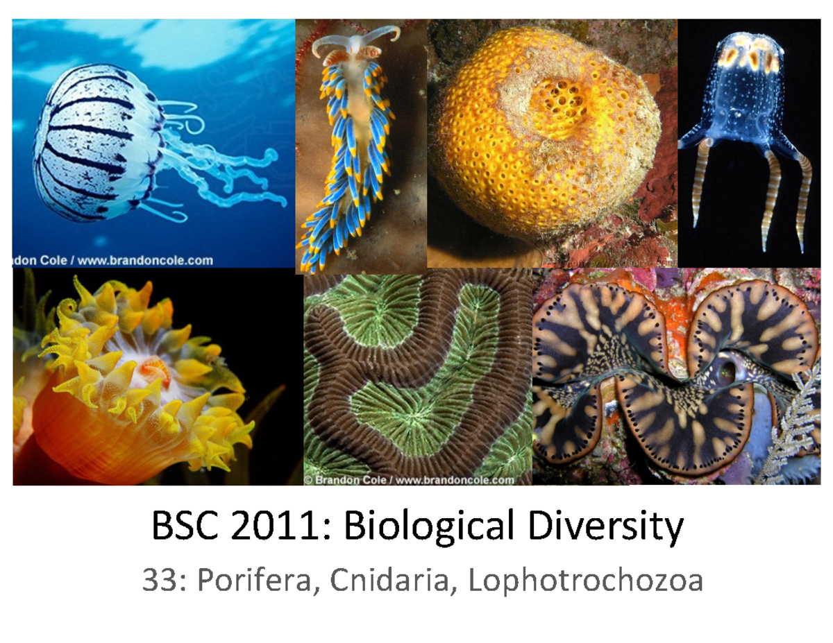 33 Invertebrates 1 Porifera Cnidaria Lophotrochozoa 006 - BSC 2011 ...