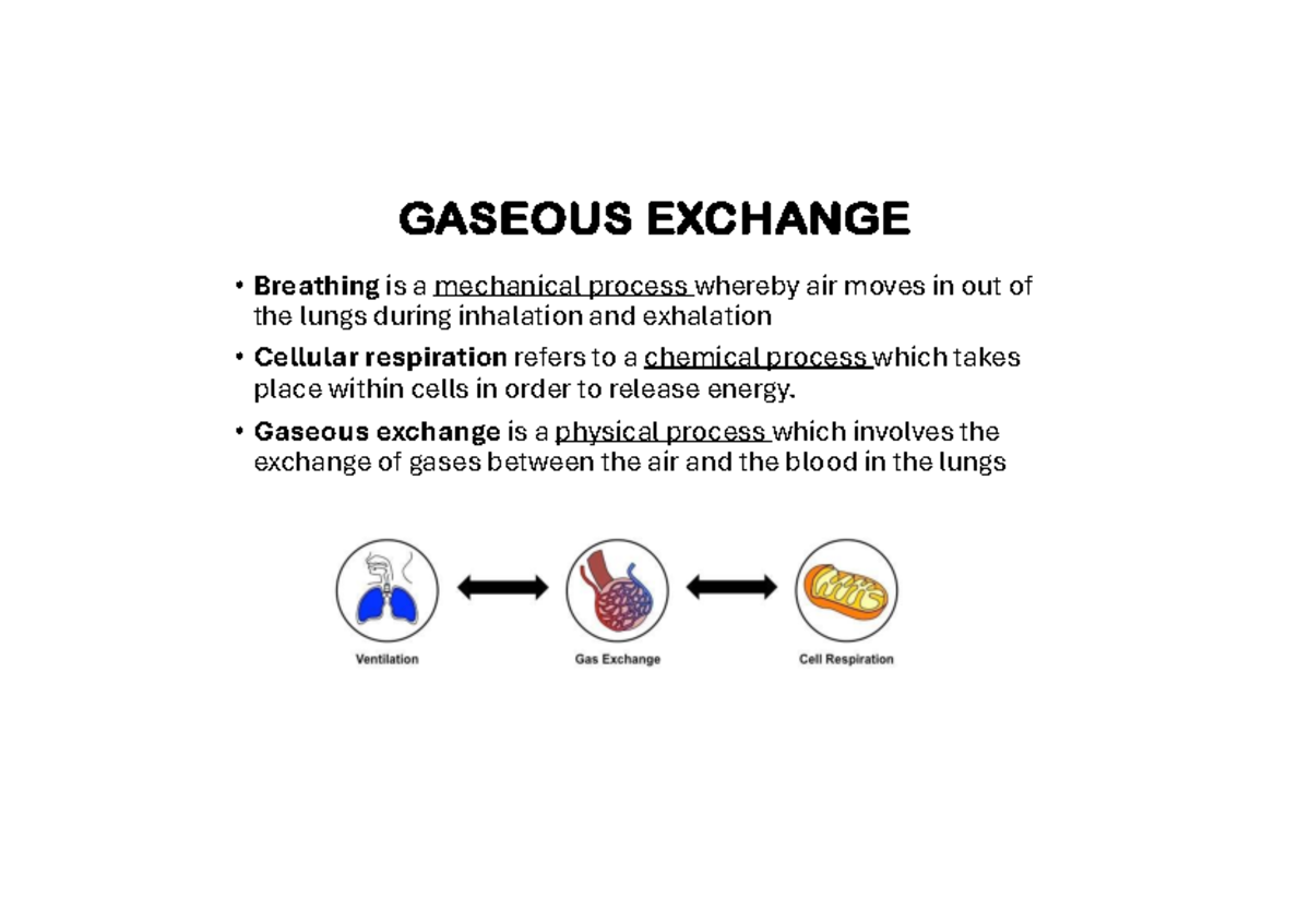 GASEOUS EXCHANGE: Understanding the Respiratory System and Its ...