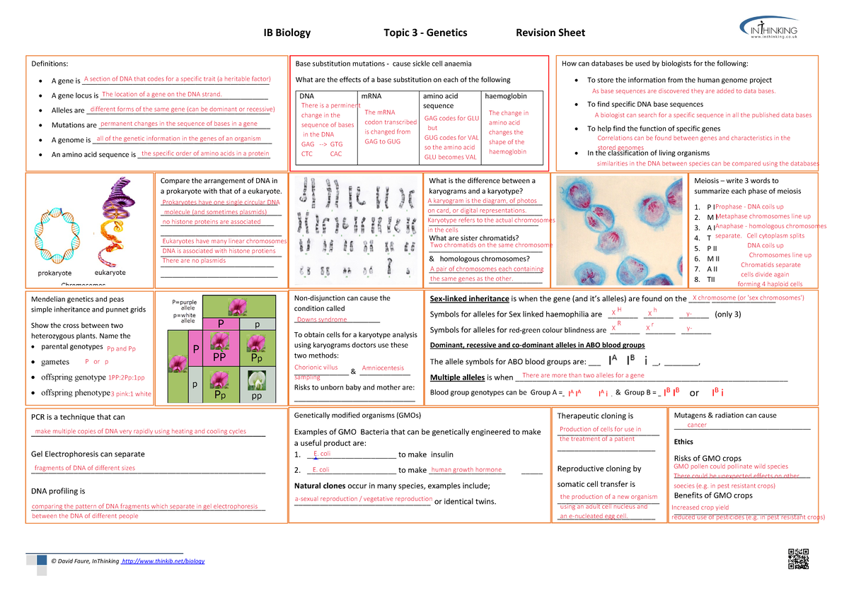 IB Biology 03: Genetics A3 Revision Sheet and Key Concepts - Studocu