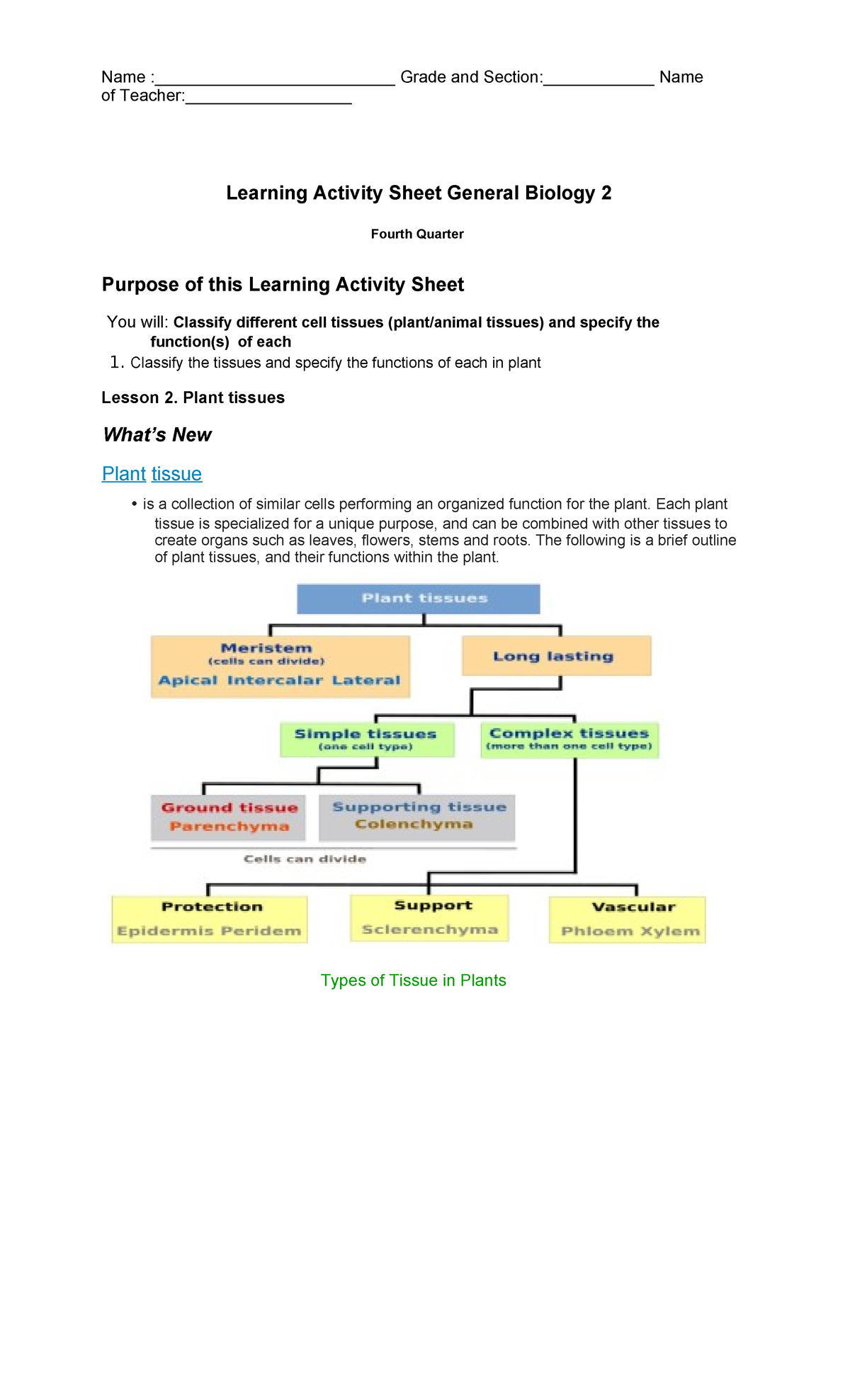 Plant Tissues Worksheet for General Biology 2 - 4th Quarter Activities ...