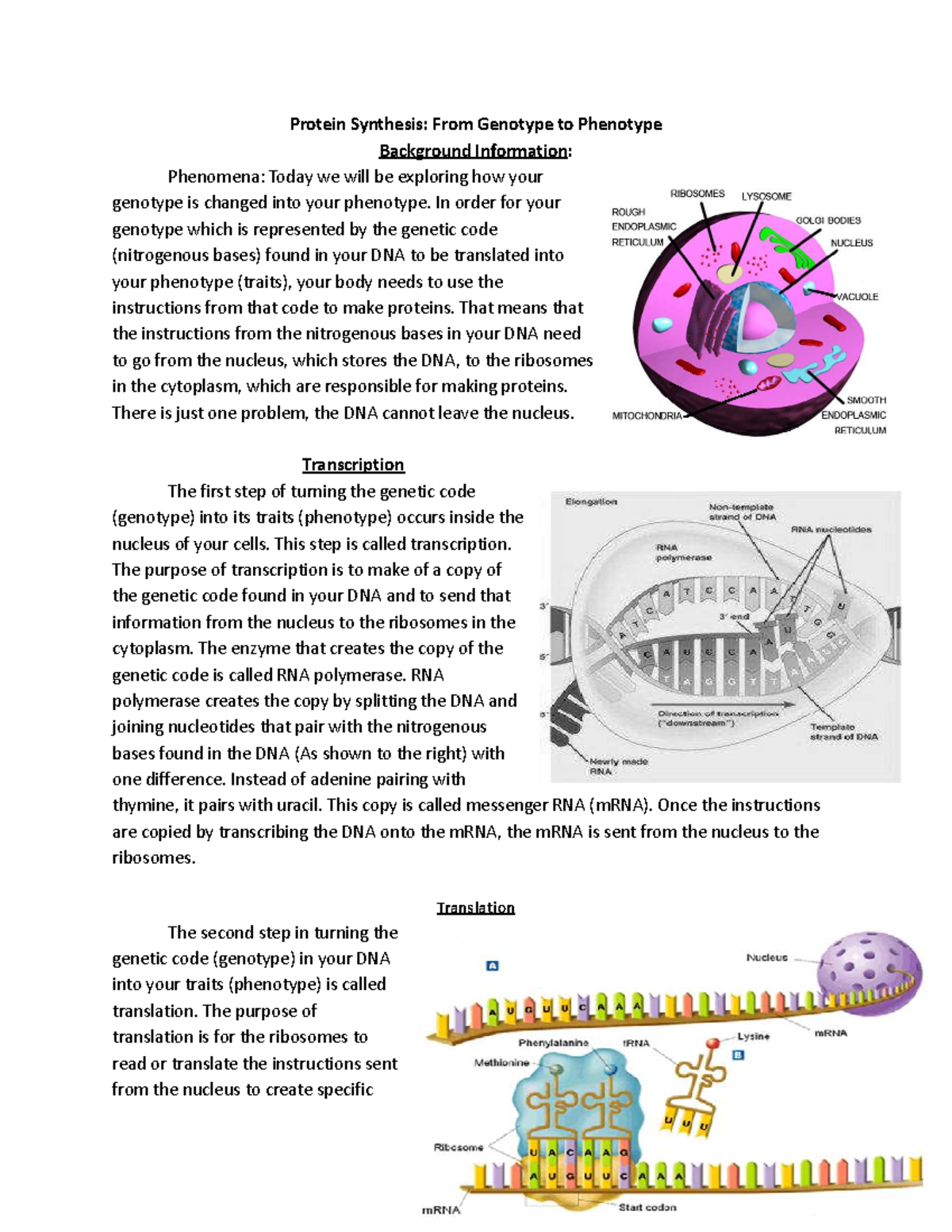 Protein Synthesis: Genotype to Phenotype - Lecture Notes - Studocu