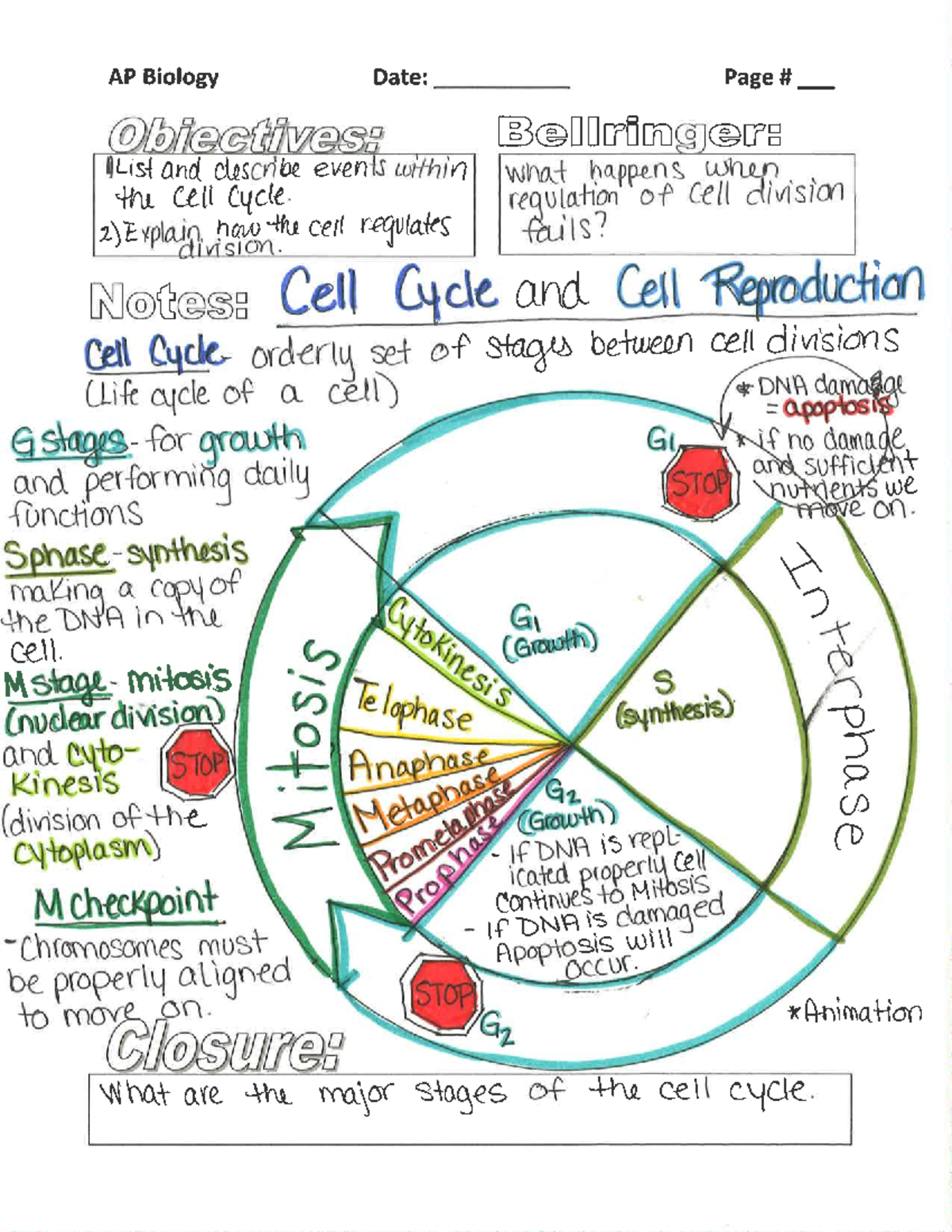AP Biology: Cell Cycle and Cancer Notes - Studocu