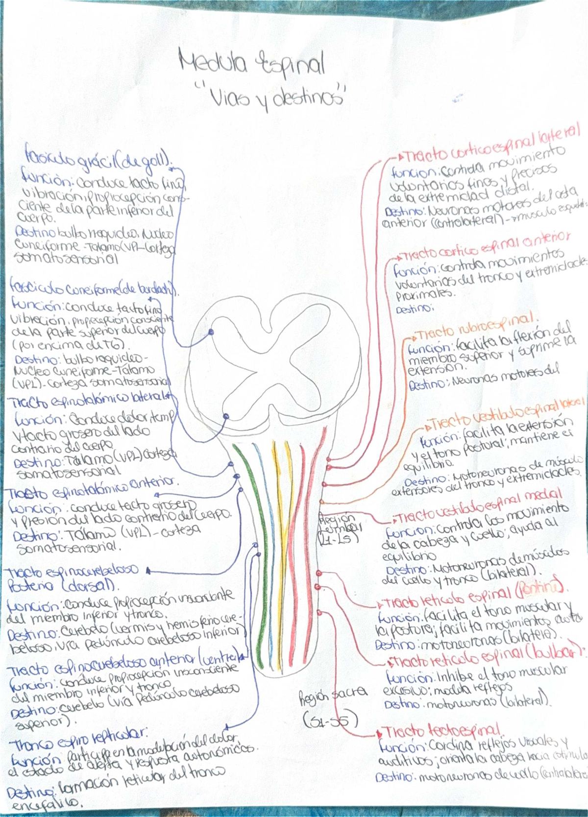 Medula Espinal - Tarea de Funciones y Tractos (Curso de Neuroanatomía ...
