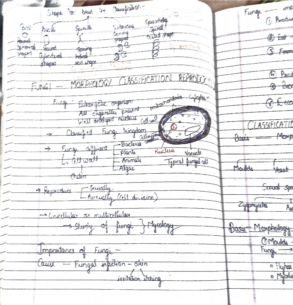 Fungi Classification and Reproduction: Mycology Study Notes 101 - Studocu