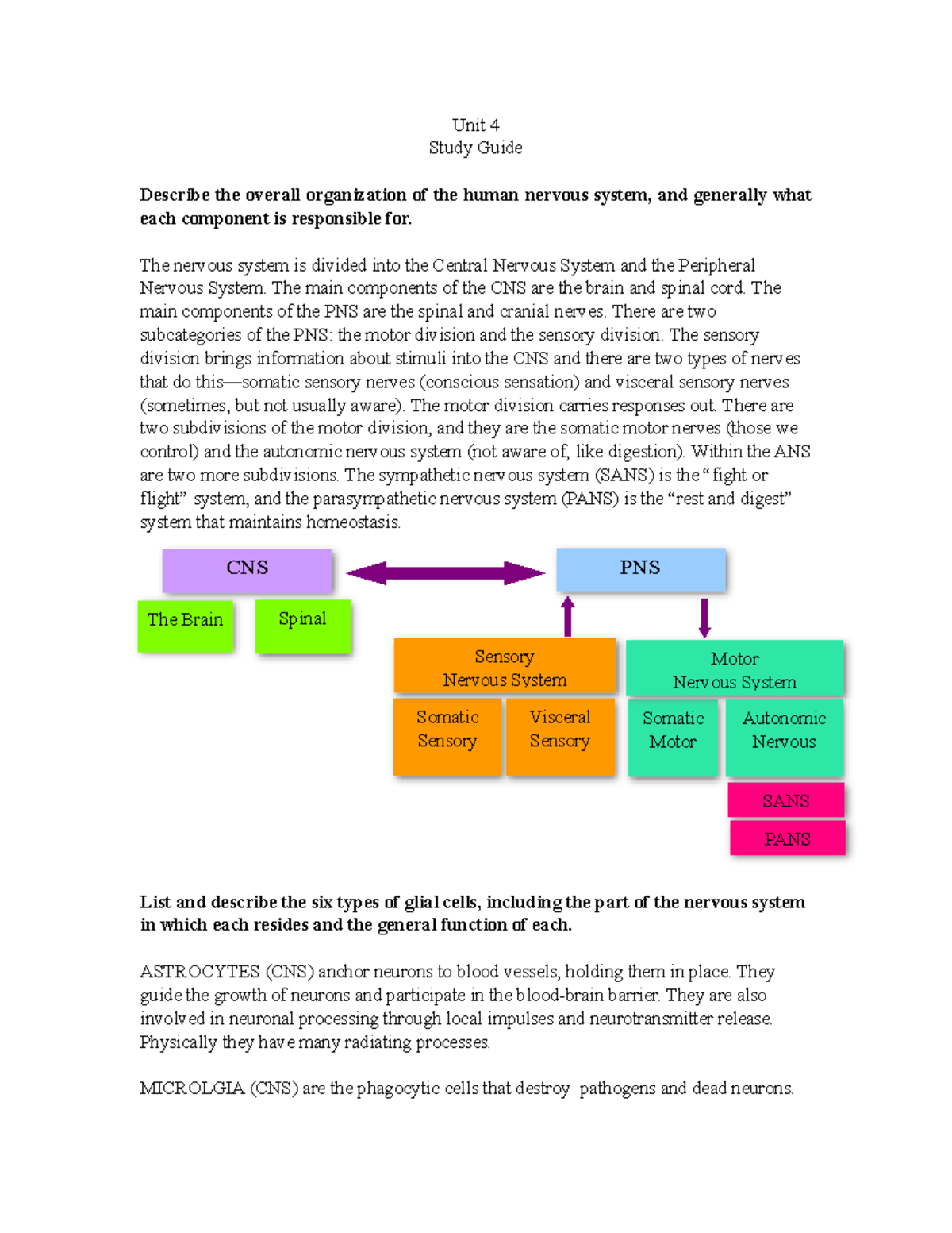 Unit 4 Study Guide: Overview of the Human Nervous System Components ...