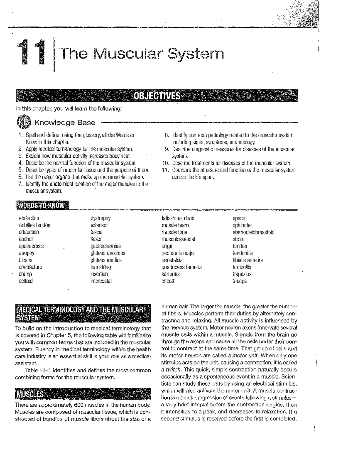 Chapter 11 - The Muscular System Overview and Key Terminology - Studocu