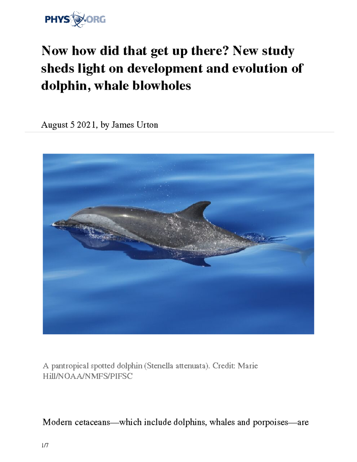 2021 08 evolution dolphin whale blowholes - Now how did that get up ...