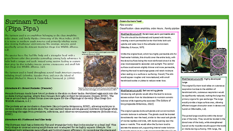 Lab Midterm Project: Surinam Toad (Pipa Pipa) Adaptations - Studocu