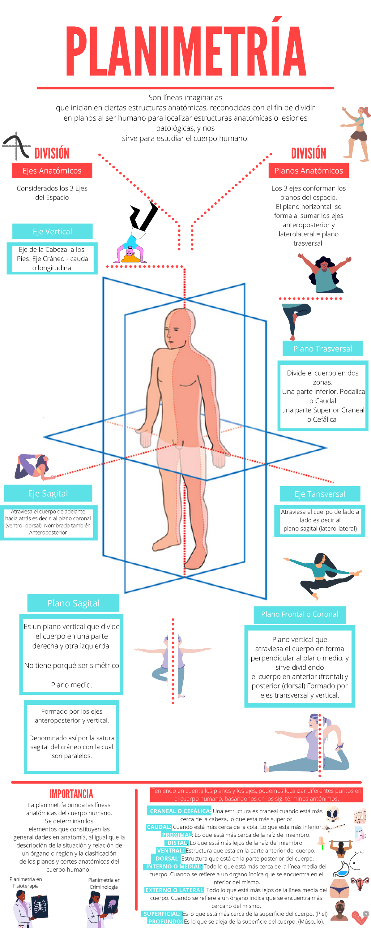 Anatomía y Ejes en Planimetría: Guía Esencial para Fisioterapia - Studocu