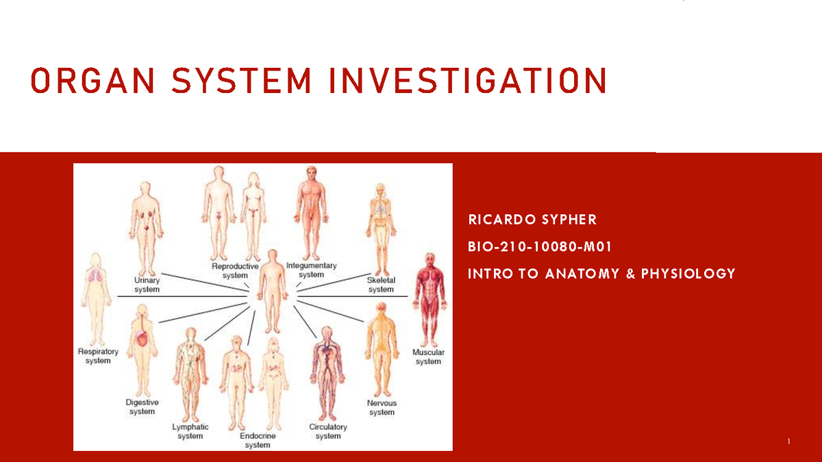 BIO-210 Final Project: Organ System Investigation Presentation - Studocu